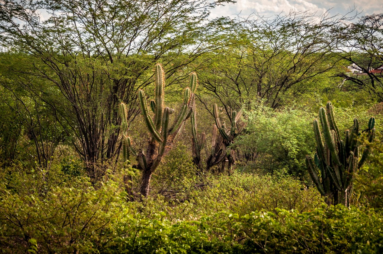 Manejo da Caatinga - Daki Semiárido Vivo